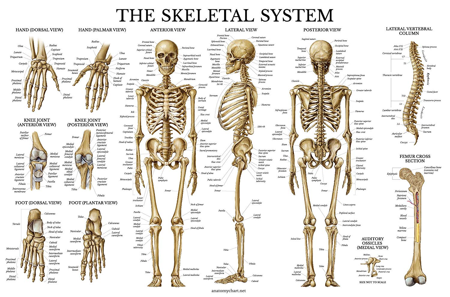 Skeletal System Ligaments Of The Joints Anatomical Poster Set Skeletal System Ligaments Of The Joints Anatomical Poster Set